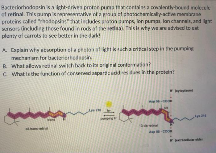 Solved Bacteriorhodopsin is a light-driven proton pump that | Chegg.com