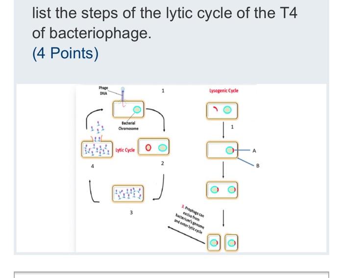 Solved list the steps of the lytic cycle of the T4 of | Chegg.com