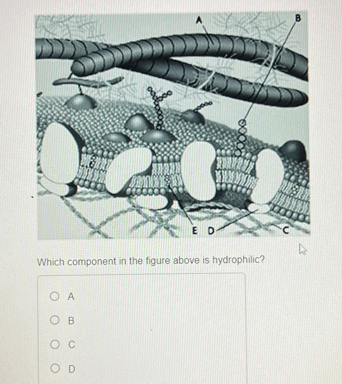 Solved Which component in the figure above is | Chegg.com