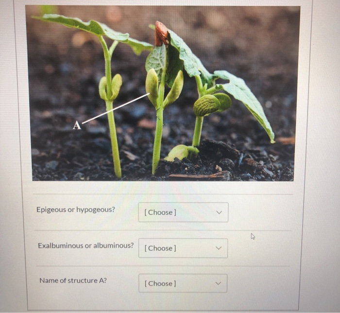 Solved A Epigeous or hypogeous? [Choose] Exalbuminous or | Chegg.com