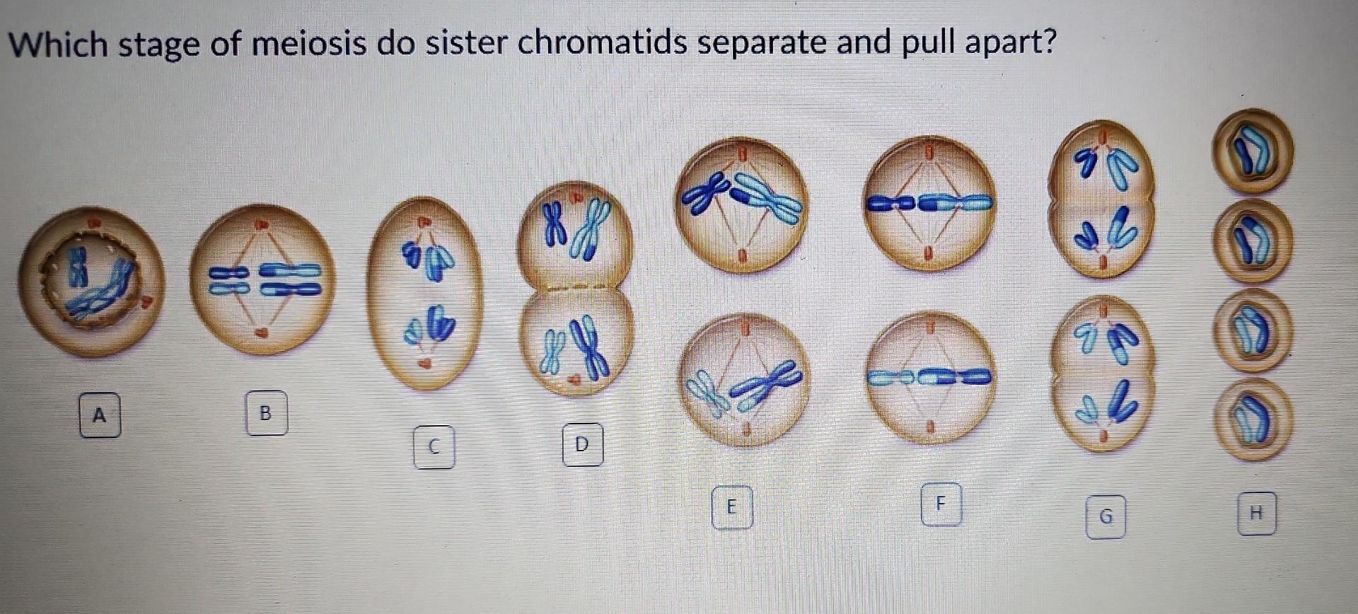 Which Stage Of Meiosis Do Sister Chromatids Separate
