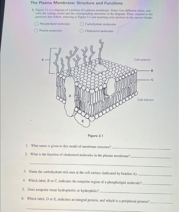 Solved The Plasma Membrane: Structure and Functions 1. | Chegg.com