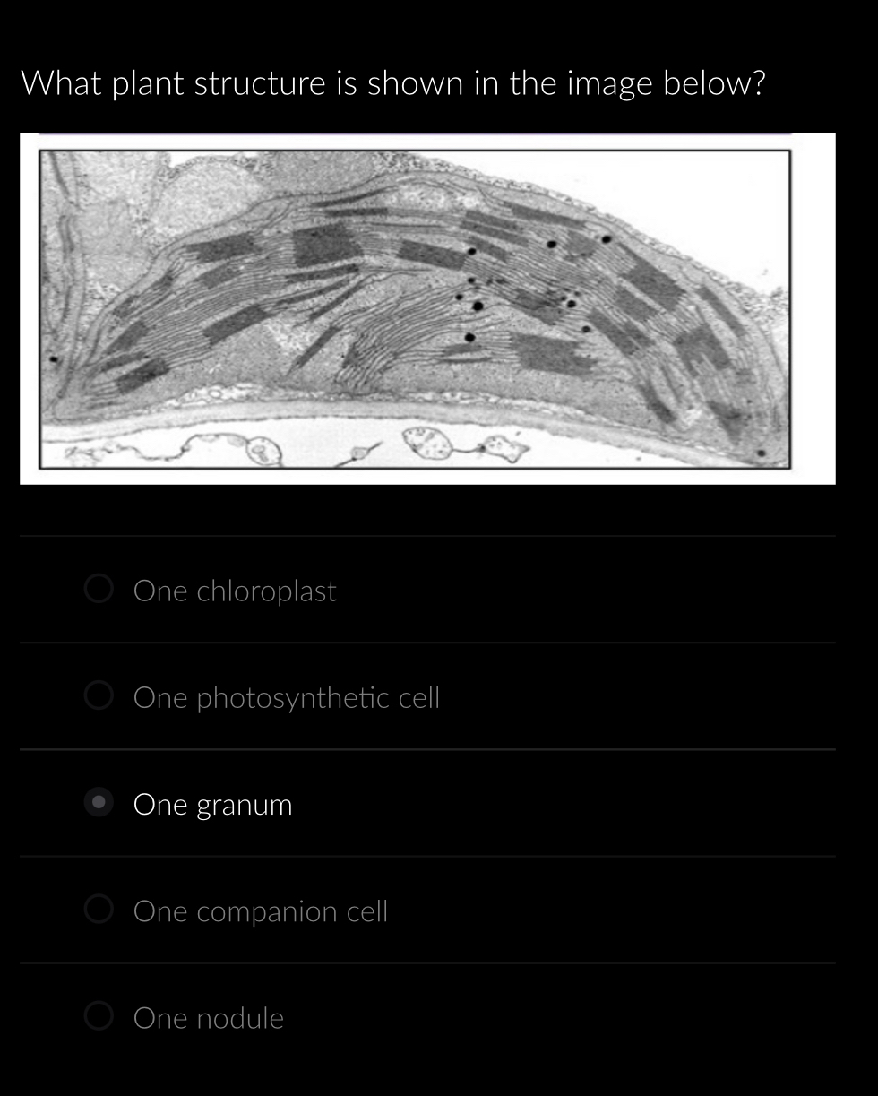 Solved What plant structure is shown in the image below?One | Chegg.com