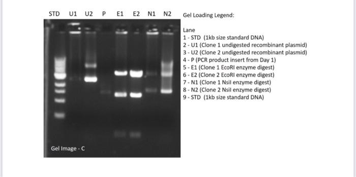 Solved Agarose Gel Electrophoresis and Analysis Activity 1. | Chegg.com