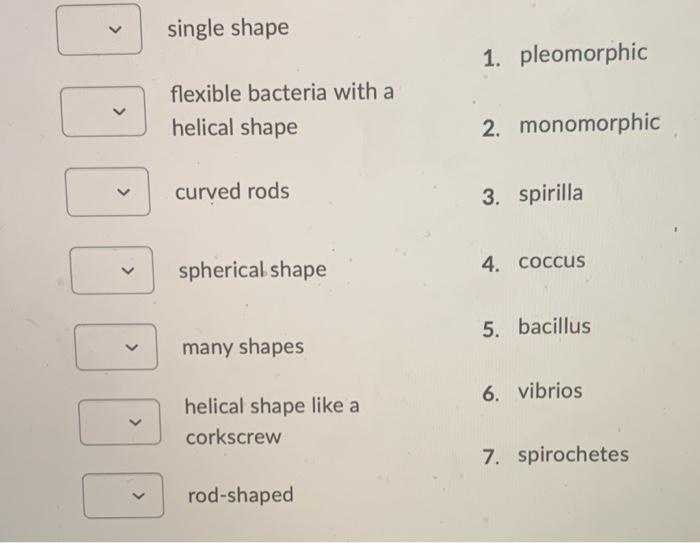 Solved > single shape 1. pleomorphic flexible bacteria with | Chegg.com