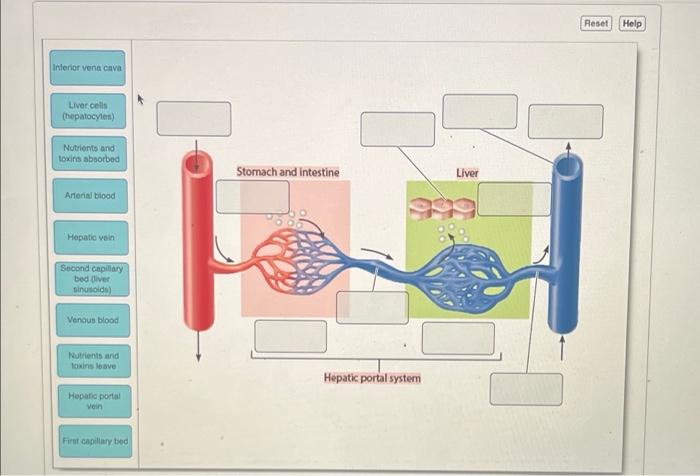 Reset Help Interior vena cava Liver cells | Chegg.com