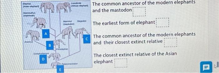 Solved Elephas (Asian elephant) Mammuthus (mammoth) A And | Chegg.com
