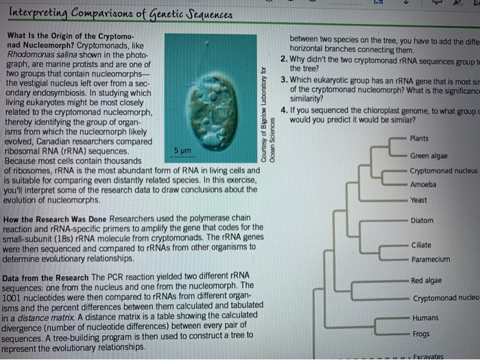 why didn’t the two cryptomonad rRNA sequences group | Chegg.com