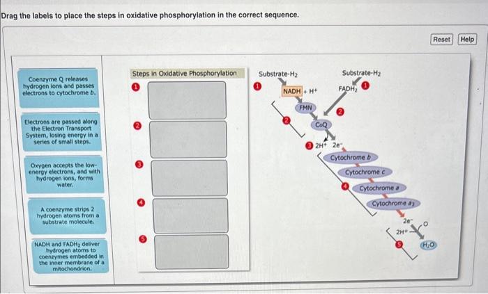 Solved Drag the labels to place the steps in oxidative | Chegg.com