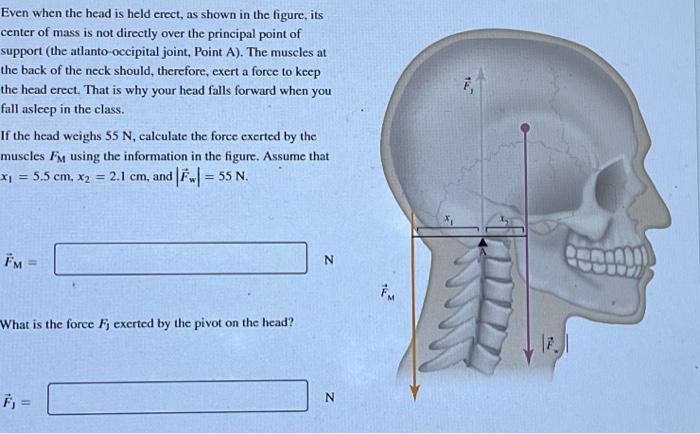 Solved Even when the head is held erect, as shown in the | Chegg.com