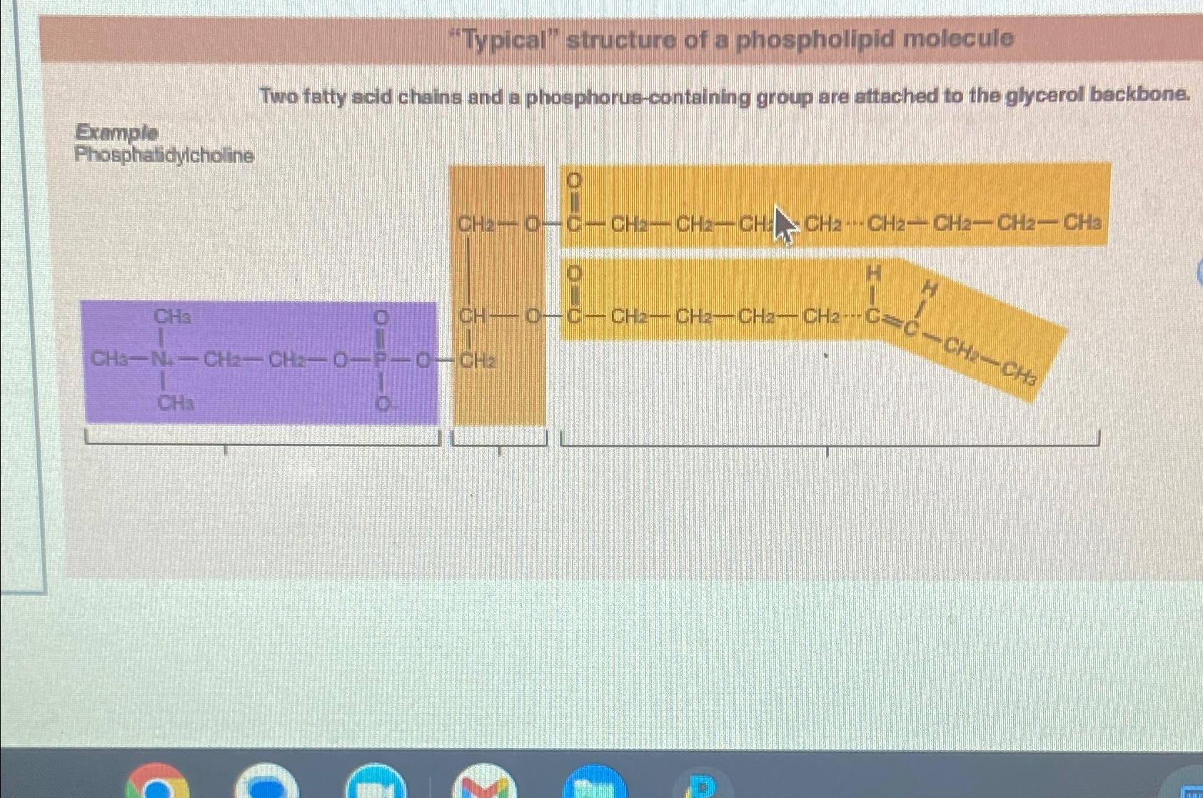 Solved "Typical" structure of a phospholipid moleculoTwo | Chegg.com