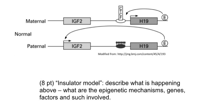 Solved Uhow Maternal IGF2 H19 Normal Paternal — IGF2F b n | Chegg.com