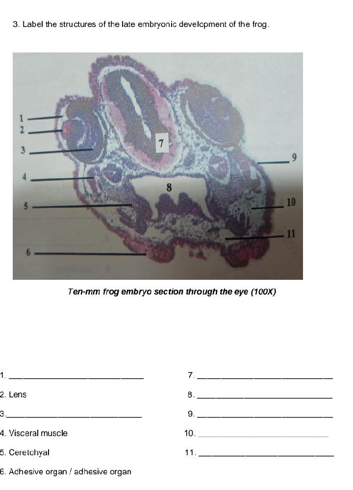 Solved 3. Label the structures of the late embryonic | Chegg.com