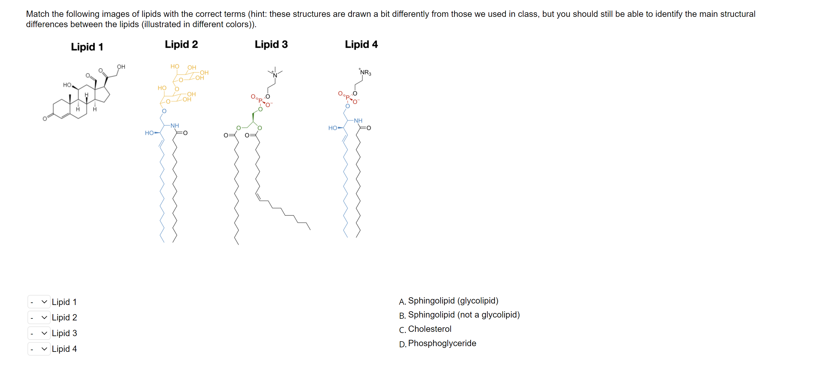 Solved differences between the lipids (illustrated in | Chegg.com