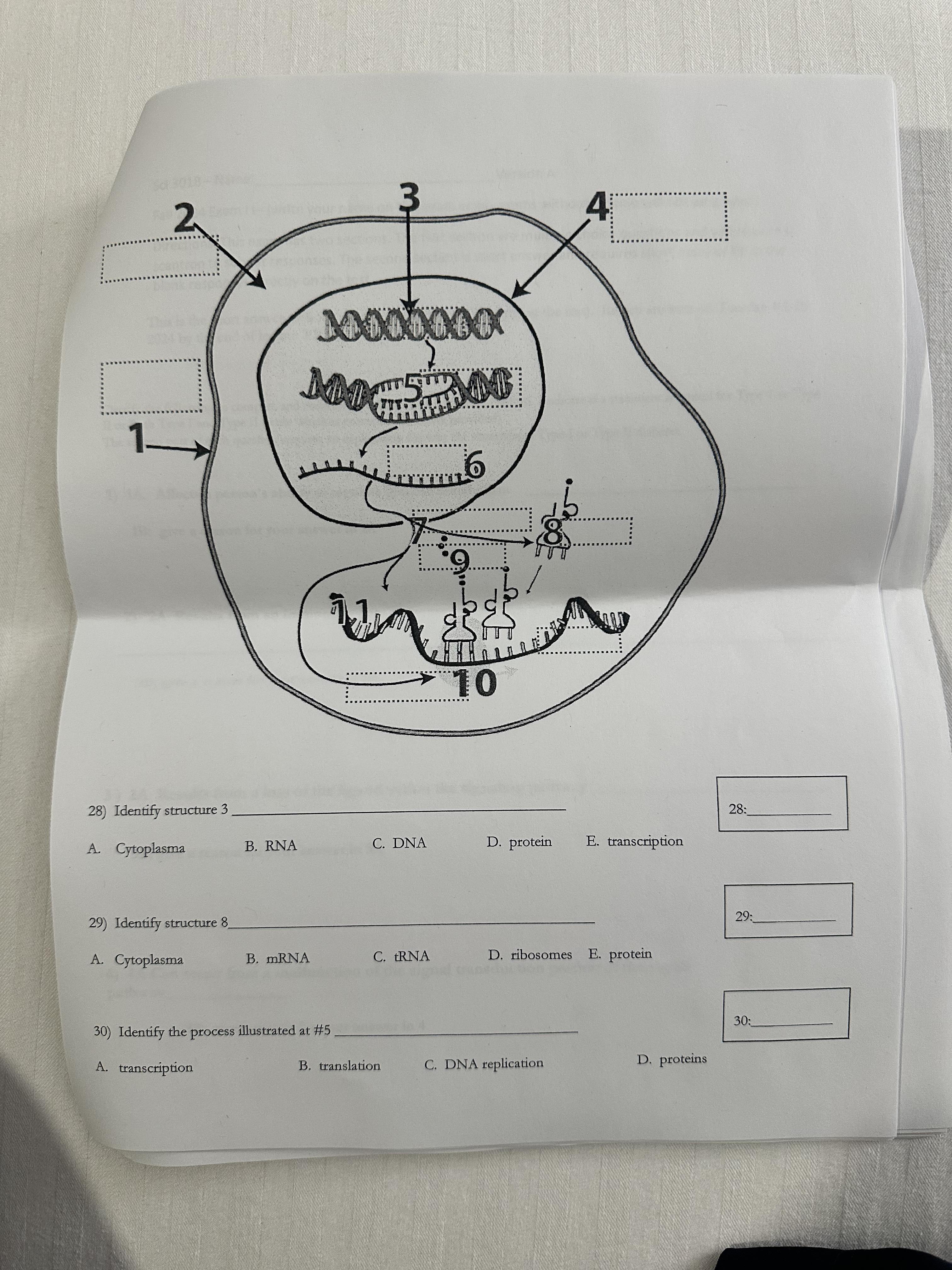 Solved 28) ﻿Identify structure 3 ﻿A. ﻿Cytoplasma B. ﻿RNA C. | Chegg.com