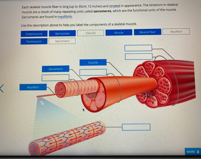 Solved Each skeletal muscle fiber is long (up to 30cm; 12 | Chegg.com
