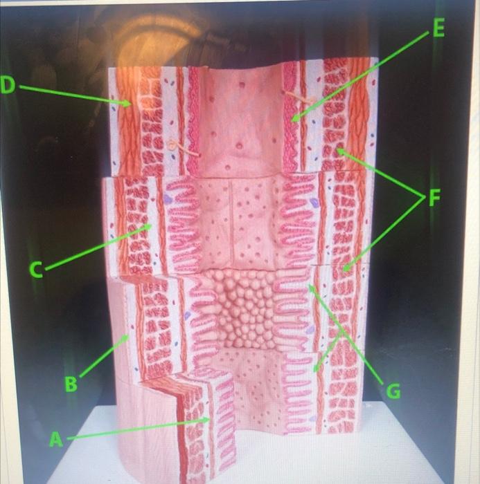 Solved E D- F 8 B G A Structure A (layer or sublayer of the | Chegg.com