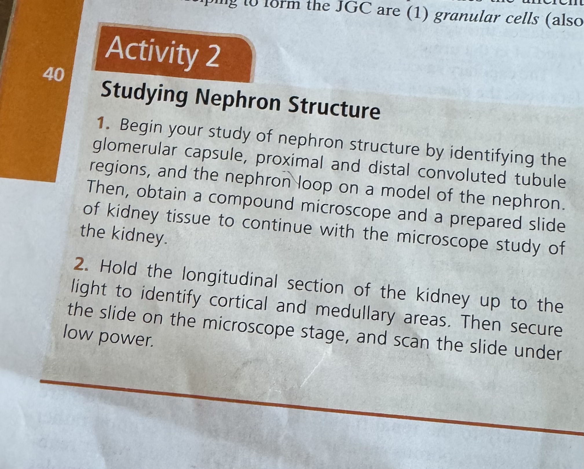 Solved Activity 2Studying Nephron StructureBegin your study | Chegg.com