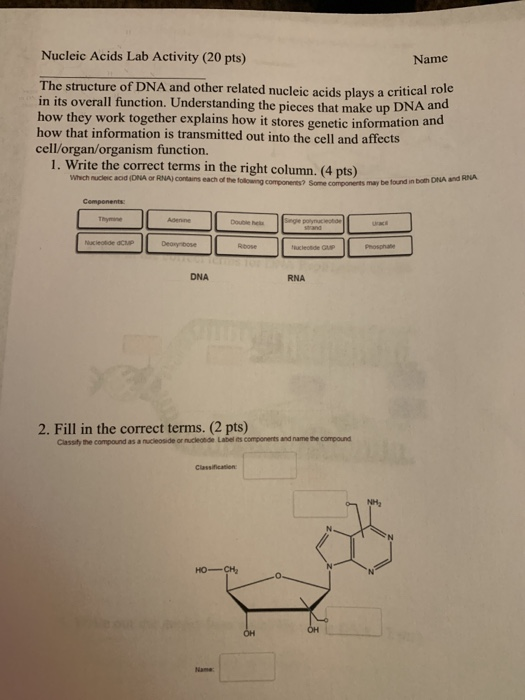 Solved Nucleic Acids Lab Activity (20 pts) Name The | Chegg.com