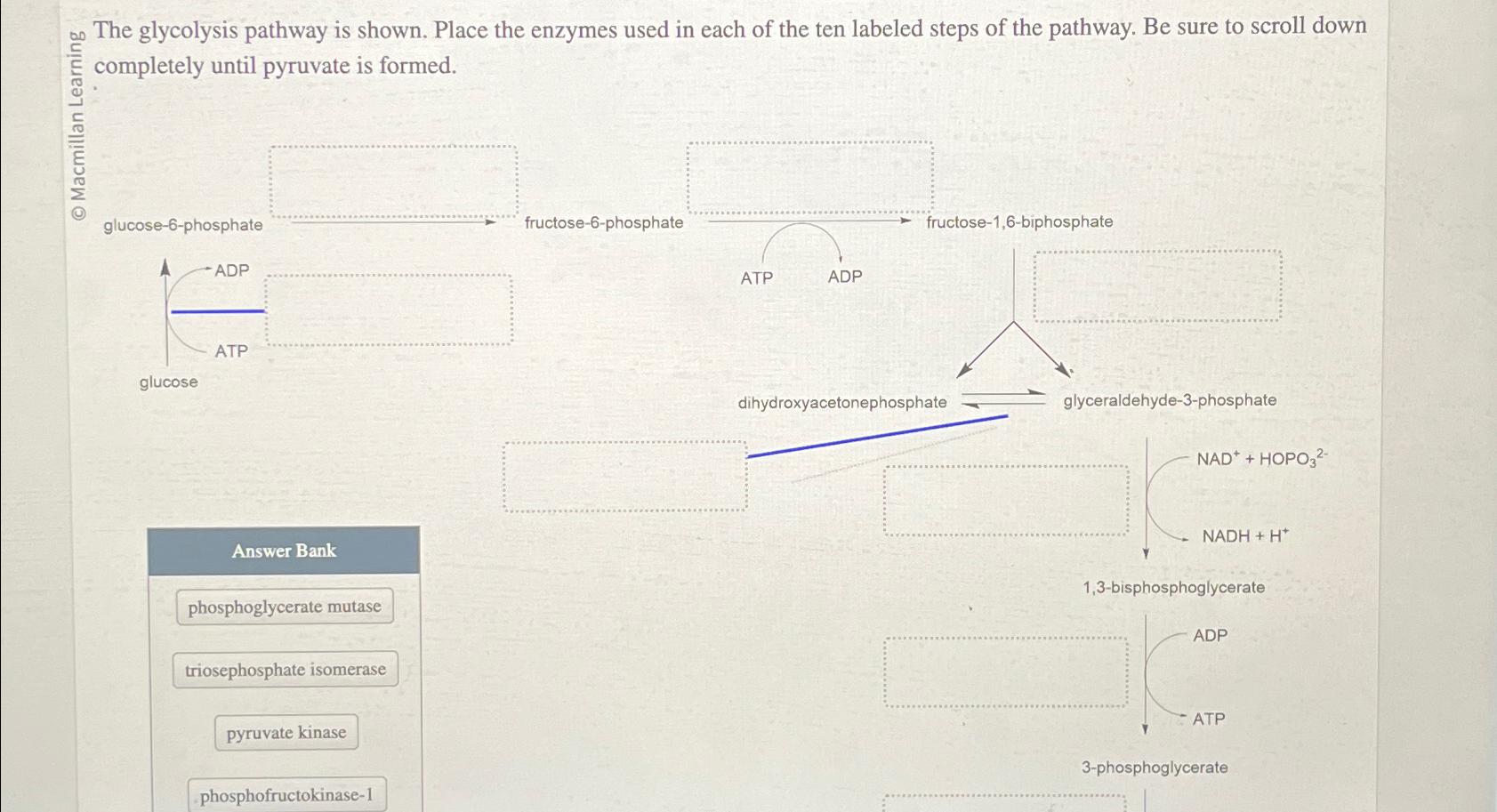 Solved The glycolysis pathway is shown. Place the enzymes | Chegg.com
