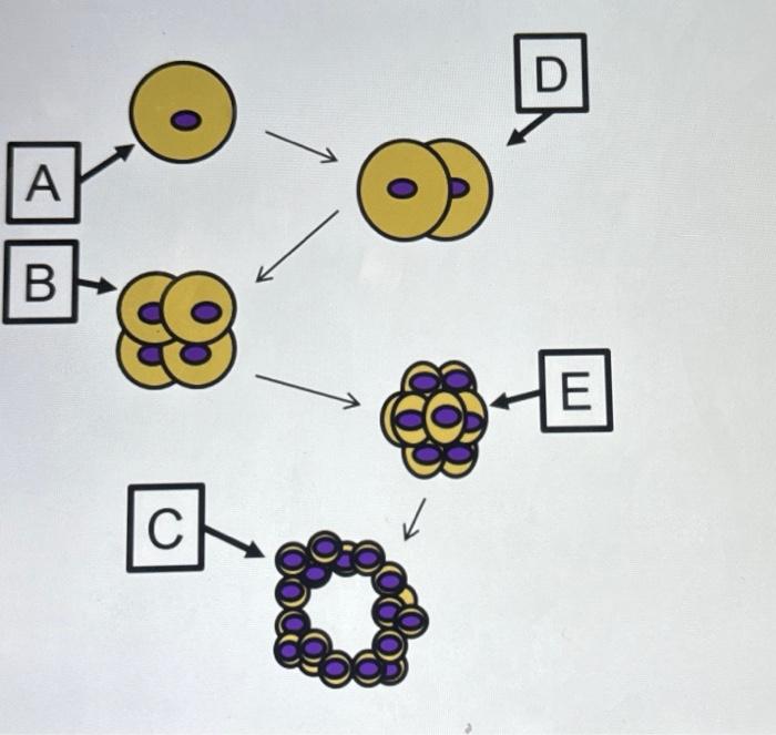 Solved Please match the following ( answers may be used more | Chegg.com