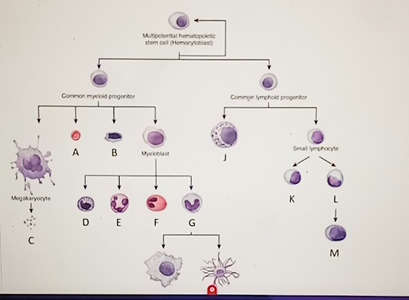 Solved multipotential hematopoietic stem cells | Chegg.com