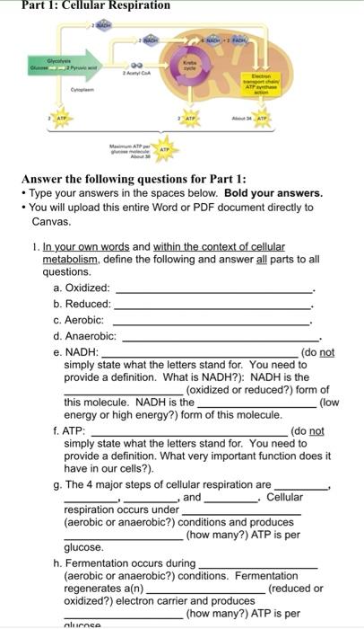 Solved Part 1: Cellular Respiration Gyer 20 COM ATP Answer | Chegg.com