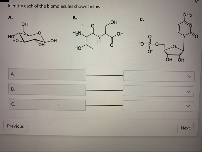 Solved Identify each of the biomolecules shown below: NH2 А. | Chegg.com