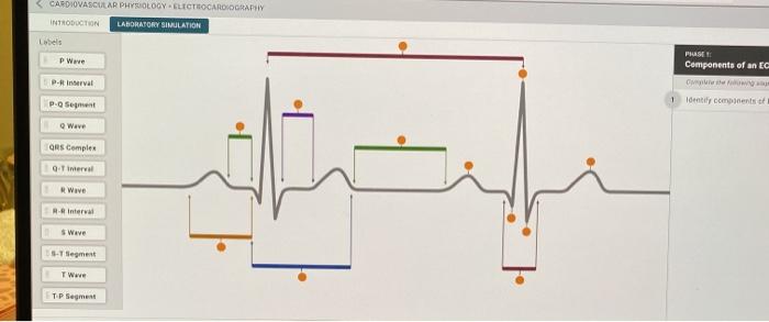 Solved CARDIOVASCULAR PHYSIOLOGY-ELECTROCARDIOGRAPHY | Chegg.com