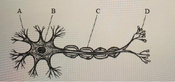 Solved Label the structures on the following diagram and | Chegg.com