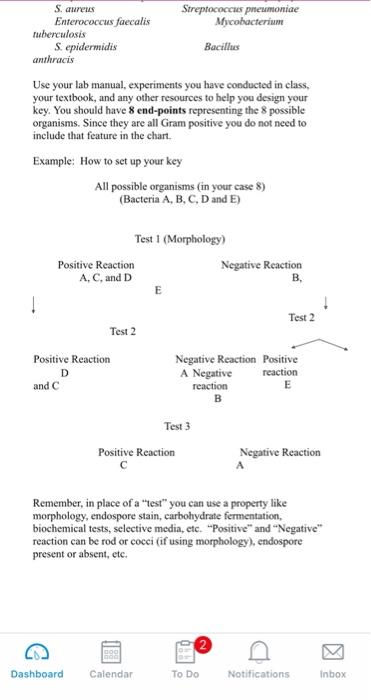 Solved GRAM POSITIVE UNKNOWN Dichotomous Key for Bacterial | Chegg.com