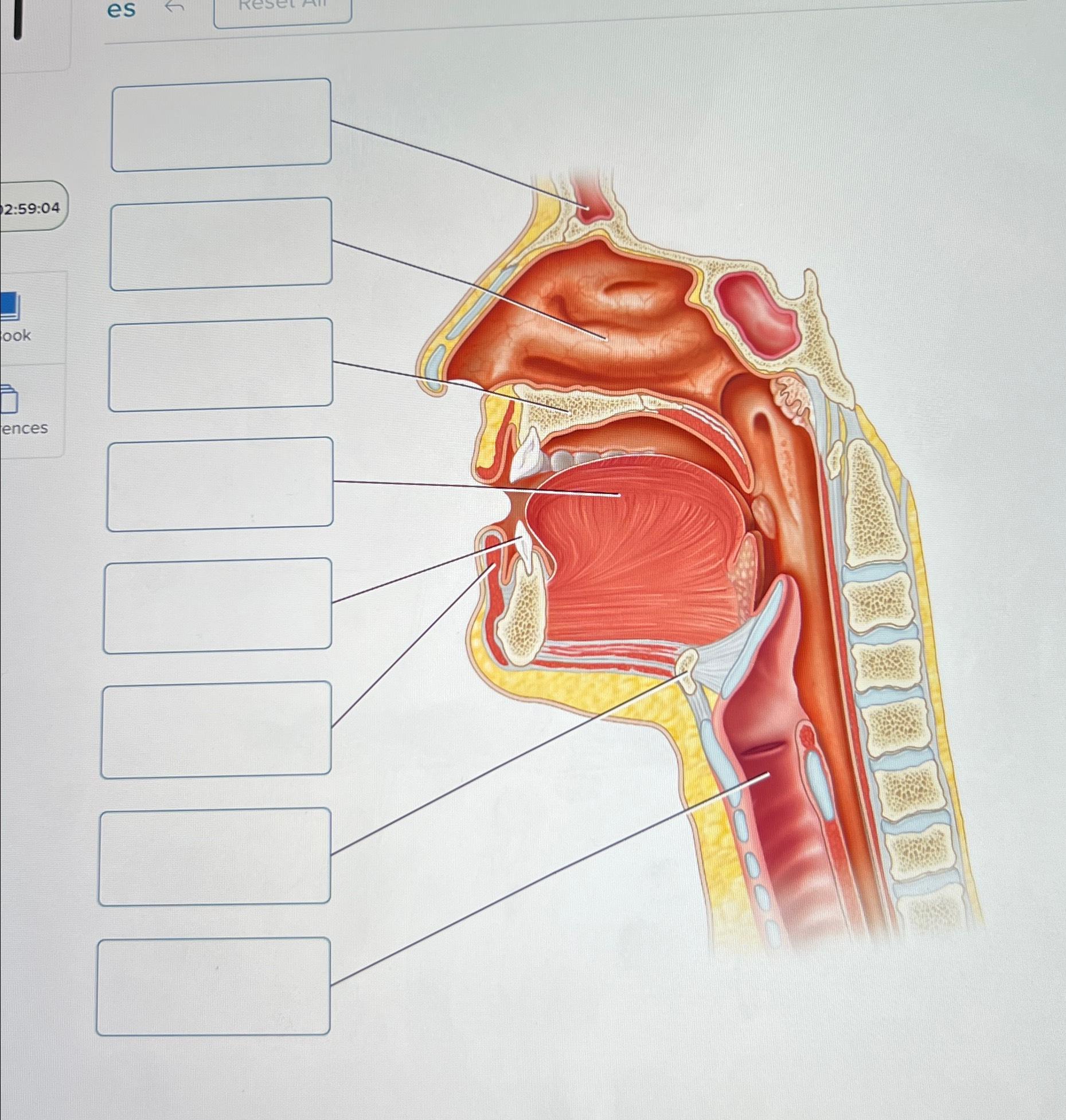 Solved Label the features of the head and neck in the mid | Chegg.com
