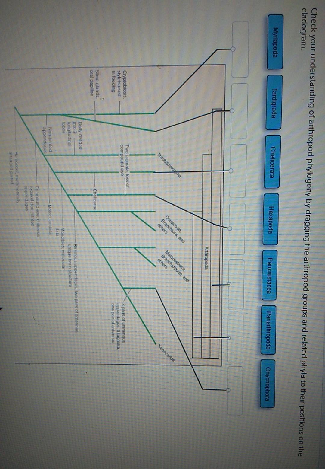 Solved Check your understanding of arthropod phylogeny by | Chegg.com