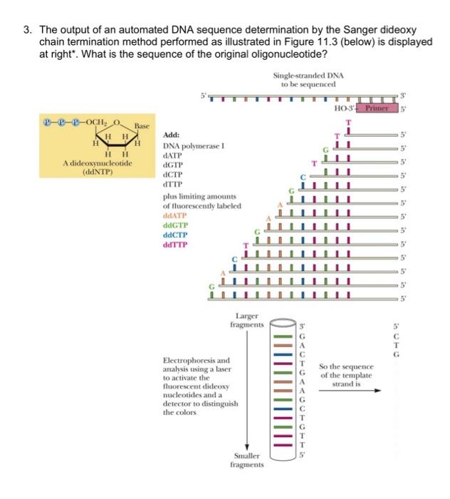 Solved 3. The output of an automated DNA sequence | Chegg.com