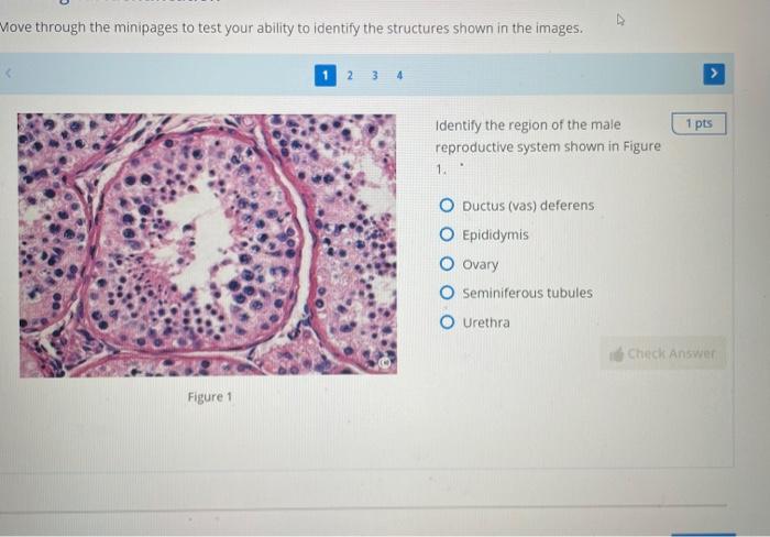 Solved Move through the minipages to test your ability to | Chegg.com