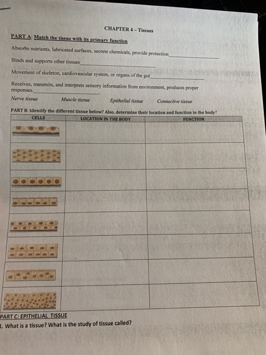 Solved CHAPTER 4 - Tissues PART A: Match the tissue with its | Chegg.com