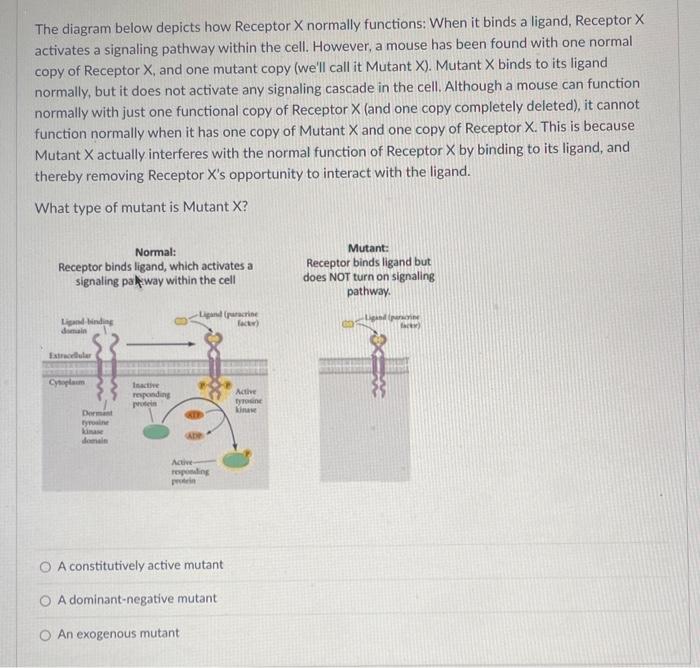 Solved The diagram below depicts how Receptor X normally | Chegg.com
