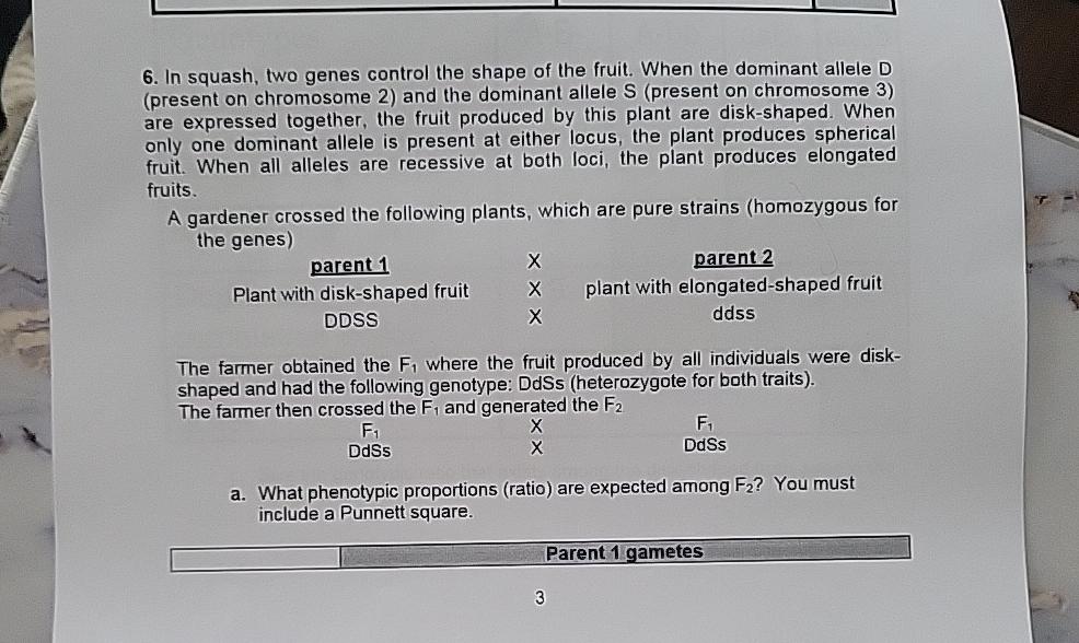 Solved In squash, two genes control the shape of the fruit. | Chegg.com