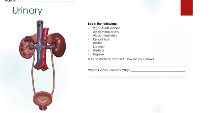 Solved Urinary Label the following: - Right \& lelt kidney - | Chegg.com