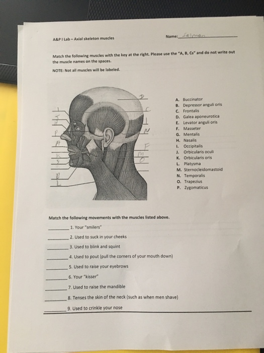 Solved ASPI Lab - Axial skeleton muscles Name: _elme Match | Chegg.com