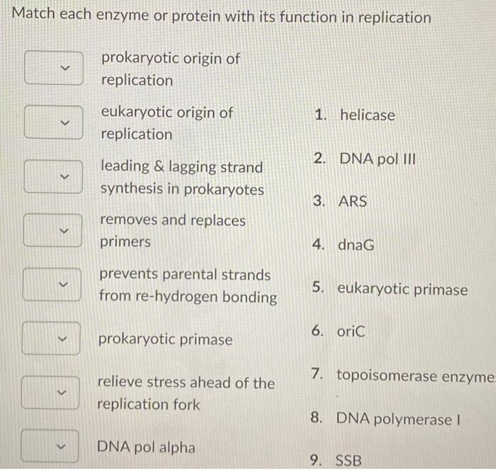 Solved Match each enzyme or protein with its function in | Chegg.com
