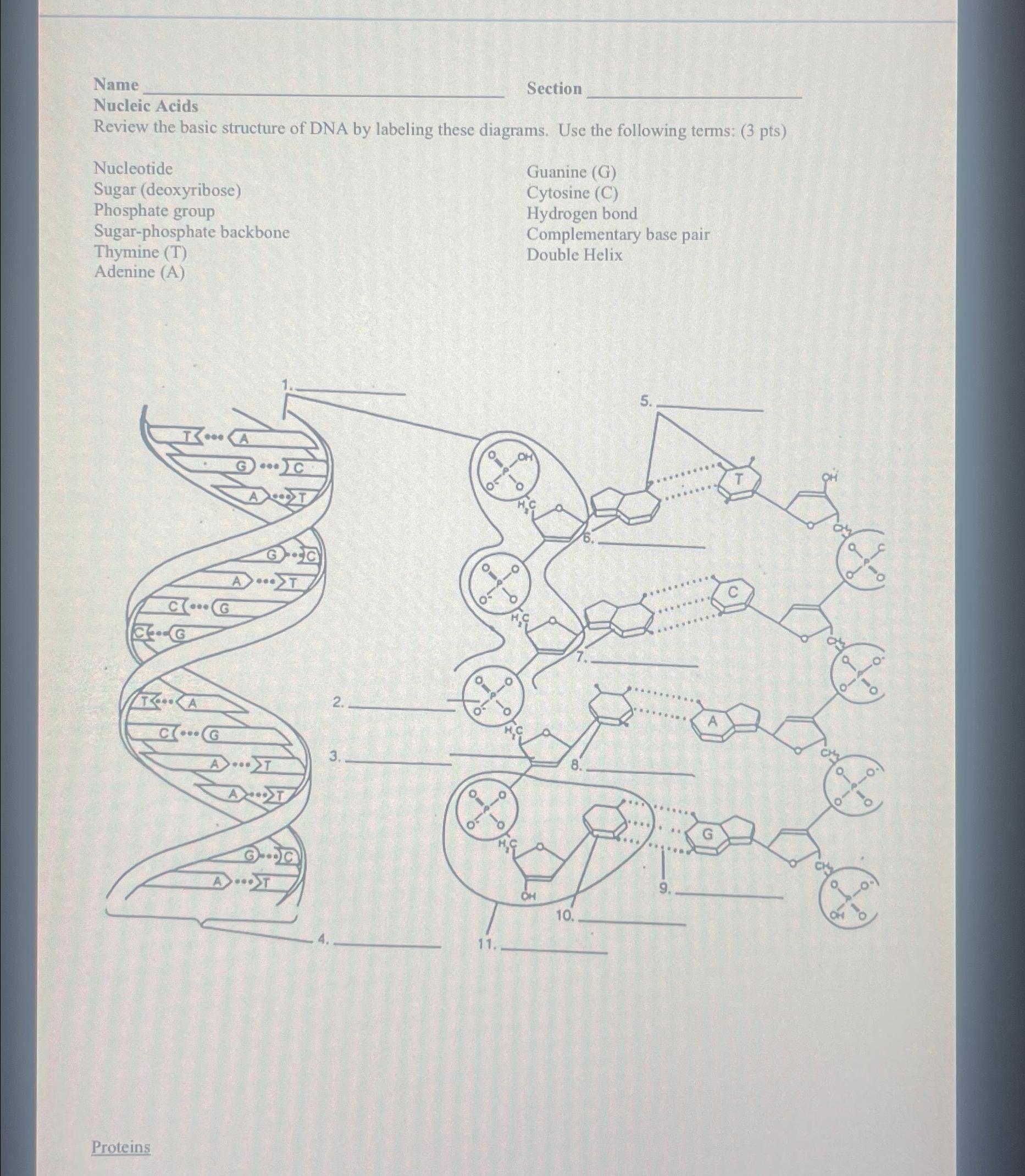 NameSectionNucleic AcidsReview the basic structure of | Chegg.com