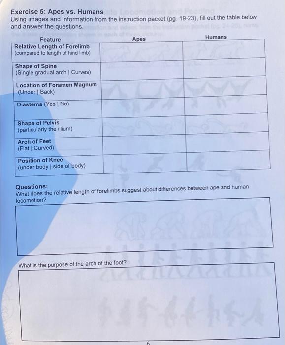 Solved Exercise 5: Apes vs. Humans Using images and | Chegg.com