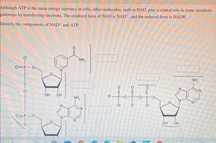 Solved Although ATP is the main energy currency in cells, | Chegg.com