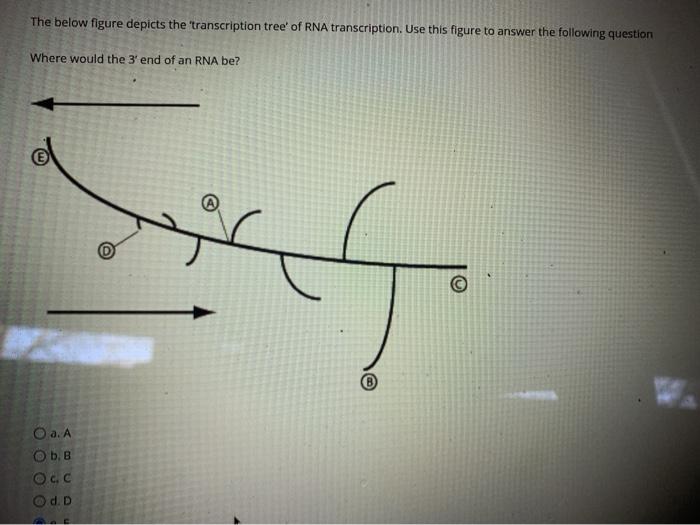 Solved The below figure depicts the transcription tree of | Chegg.com