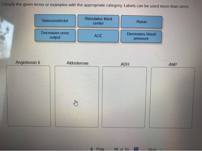 Solved Classify the given terms or examples with the | Chegg.com