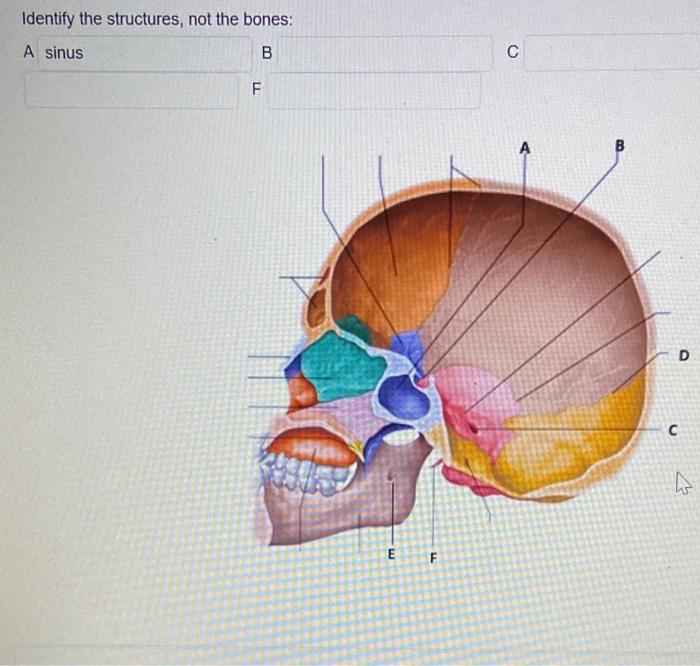 Solved Identify the structures, not the bones: A sinus B с F | Chegg.com