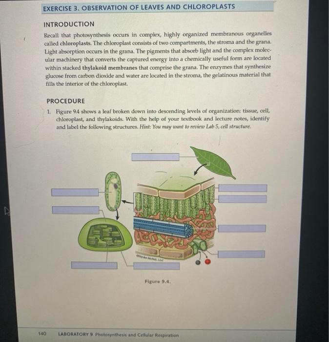 Solved EXERCISE 3. OBSERVATION OF LEAVES AND CHLOROPLASTS | Chegg.com