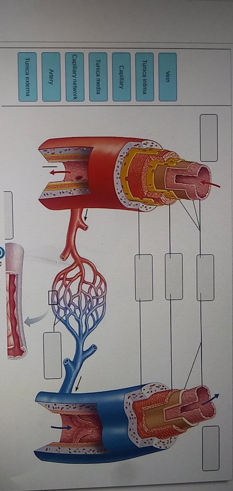 Solved Vein Tunica intima Capillary Tunica media Capillary | Chegg.com