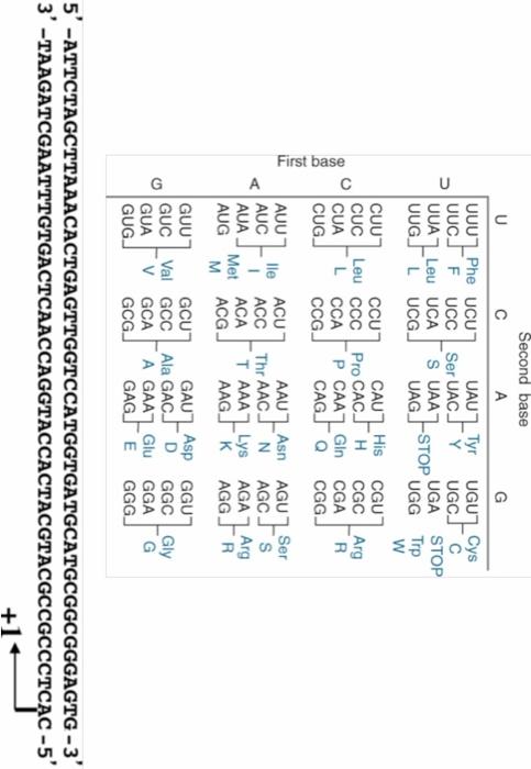 Solved Below is the codon dictionary. Use the information | Chegg.com